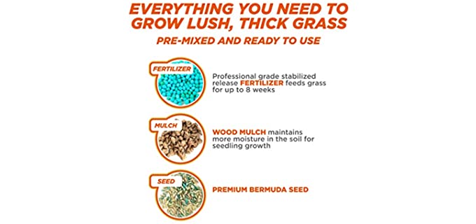 Best Grass Seeds for Full Sun 2020 - Green Yard Magazine