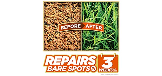 Best Grass Seeds for Full Sun 2020 - Green Yard Magazine