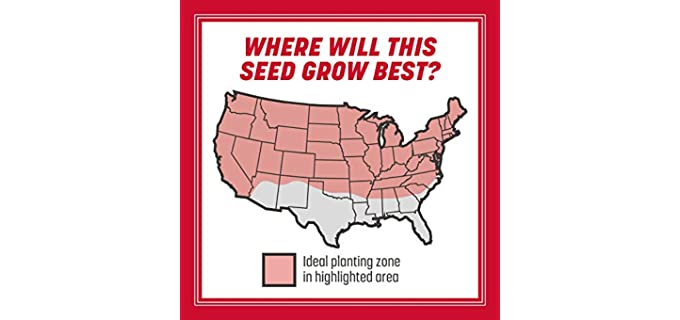 Best Grass Seeds for Shade Areas - Green Yard Magazine
