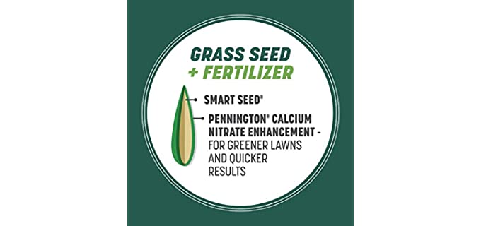 Best Grass Seeds for Shade Areas - Green Yard Magazine