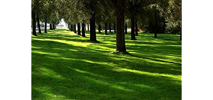 Best Grass Seeds For Shade Areas Green Yard Magazine